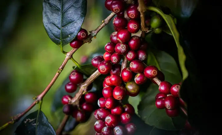 Café Arábica e Canephora, conhece as duas espécies? – Caneca Sincera